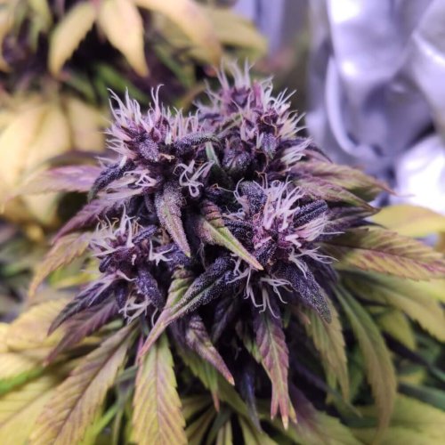 Семена конопли Auto Blue Cheese купить в Казахстане курьером анонимно