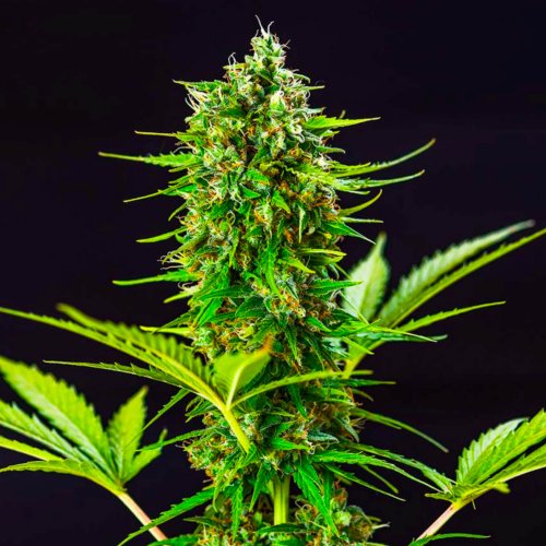 Семена конопли Auto Tangie купить в Казахстане