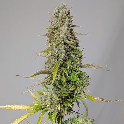 Лучшие семена конопли Auto Critical Jack купить – авто феминизированные ...